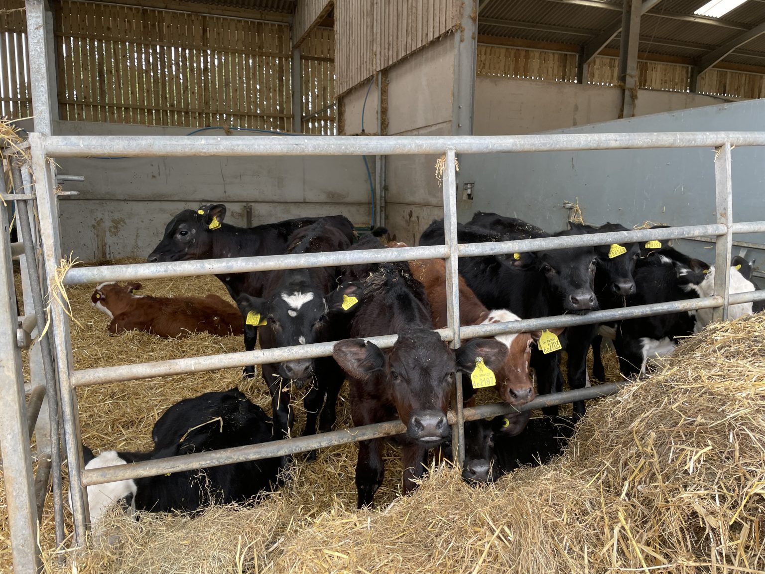 Lending a helping hand at Willowdene Rehabilitation - Aico