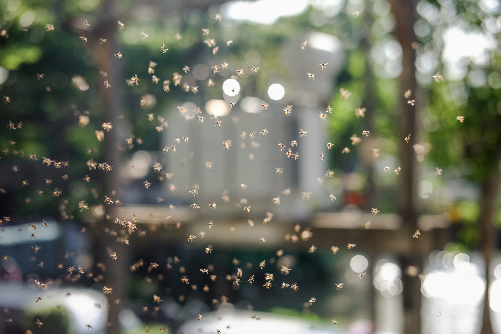 Reduce insect related false alarms - Aico